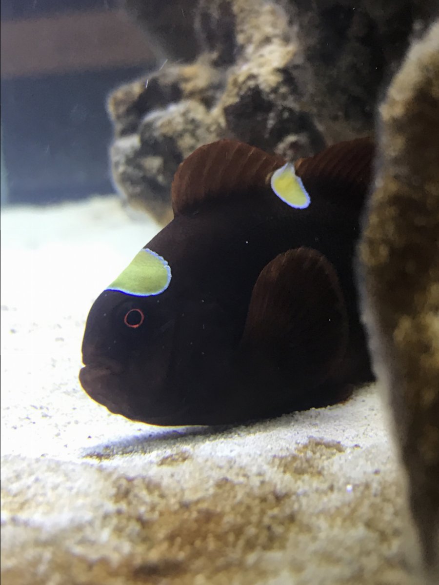 Clownfish sick? | Reef2Reef