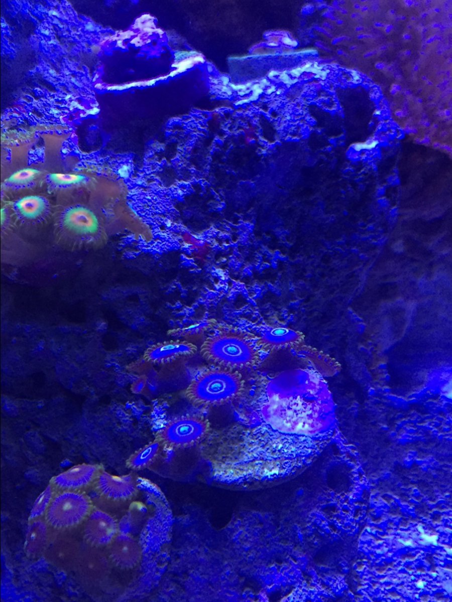 Best blue/purple zoa? | Reef2Reef