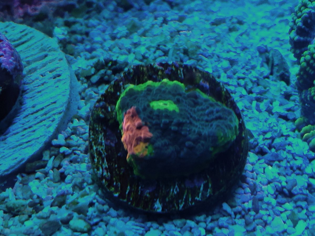 WWC Jelly Bean x2 an a CC Atom Bomb | REEF2REEF Saltwater and Reef ...