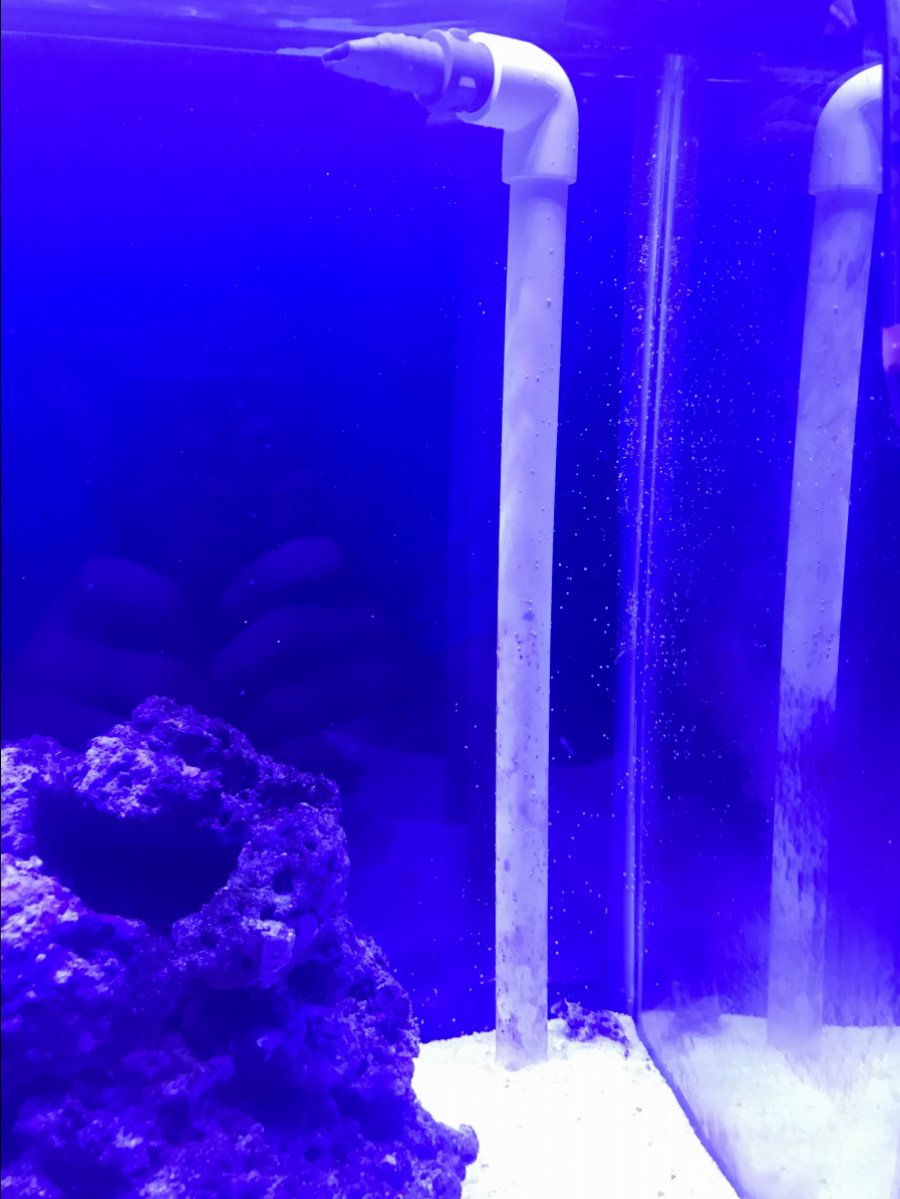 Green star polyps | Reef2Reef