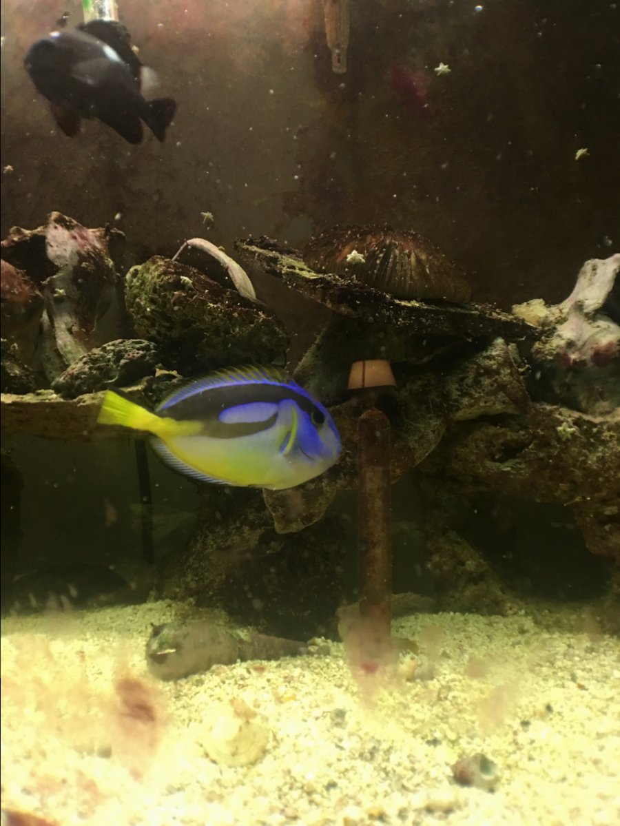 Yellow belly blue tang | REEF2REEF Saltwater and Reef Aquarium Forum