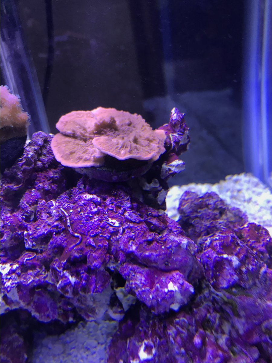 plating corals | Reef2Reef