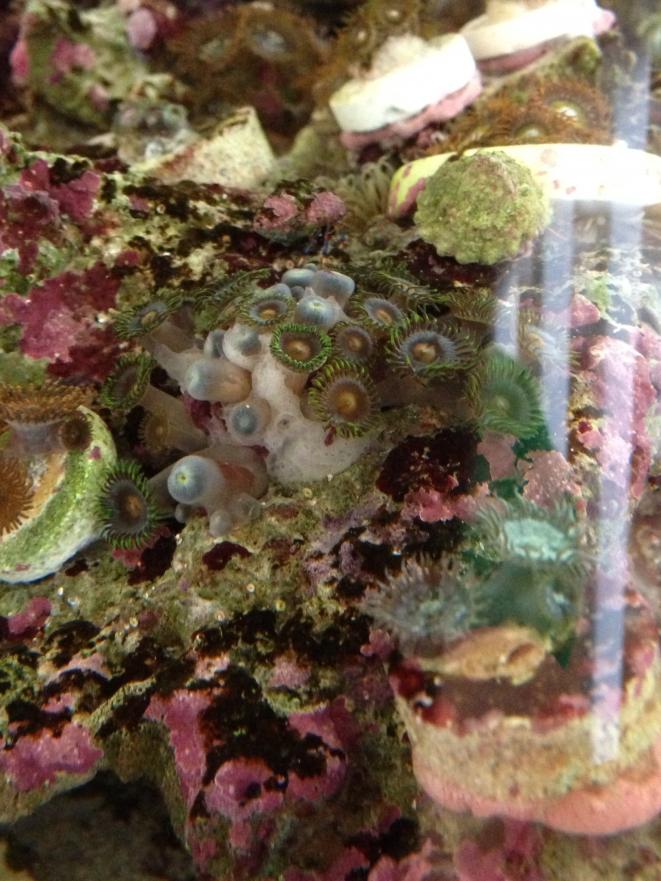 White stuff growing on polyps | Reef2Reef