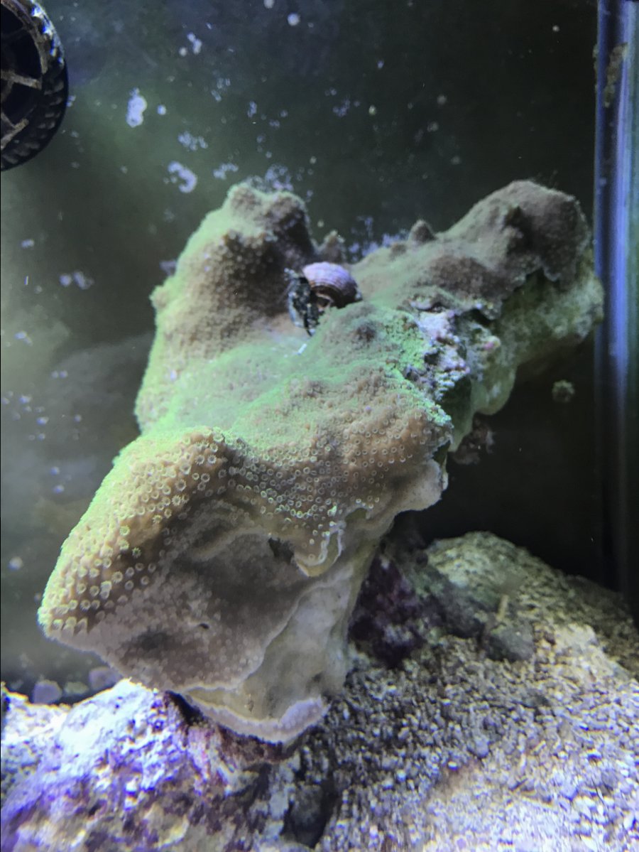 Flatworms! | REEF2REEF Saltwater and Reef Aquarium Forum