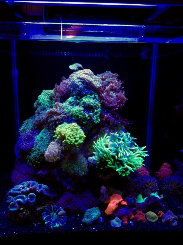 Build Thread - Official reef spotlight entry thread (members only ...