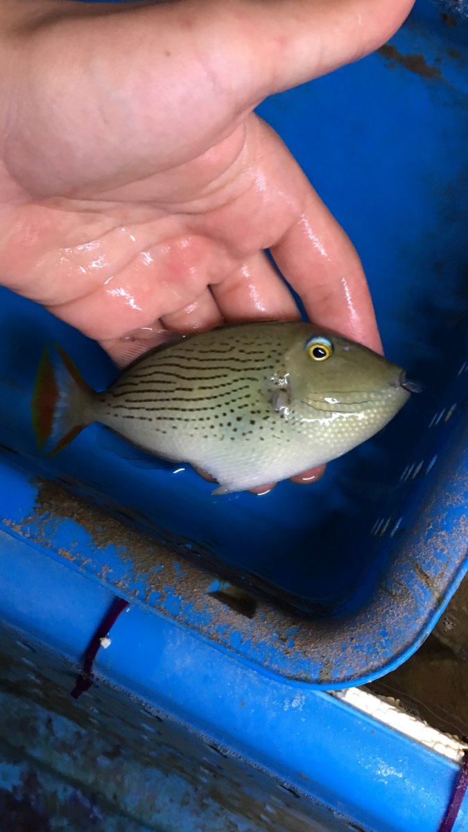 Line spot trigger SUPER RARE | Reef2Reef