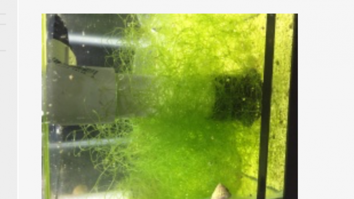 My Copepod Culture Plan... and Questions | Reef2Reef