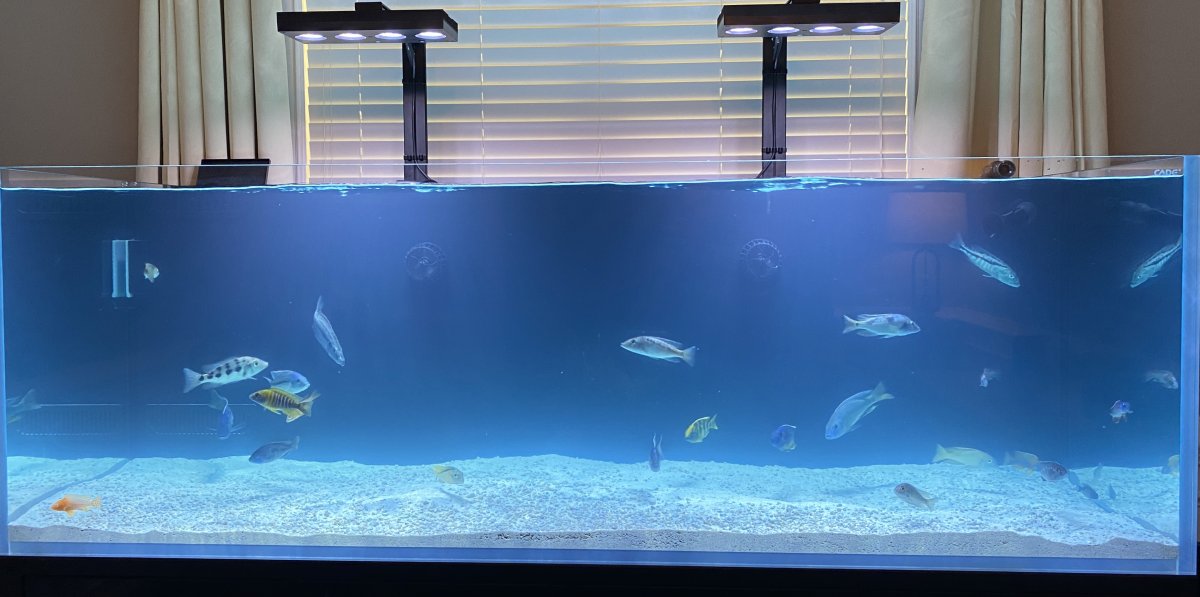 Hello - Heyo new here. | Reef2Reef