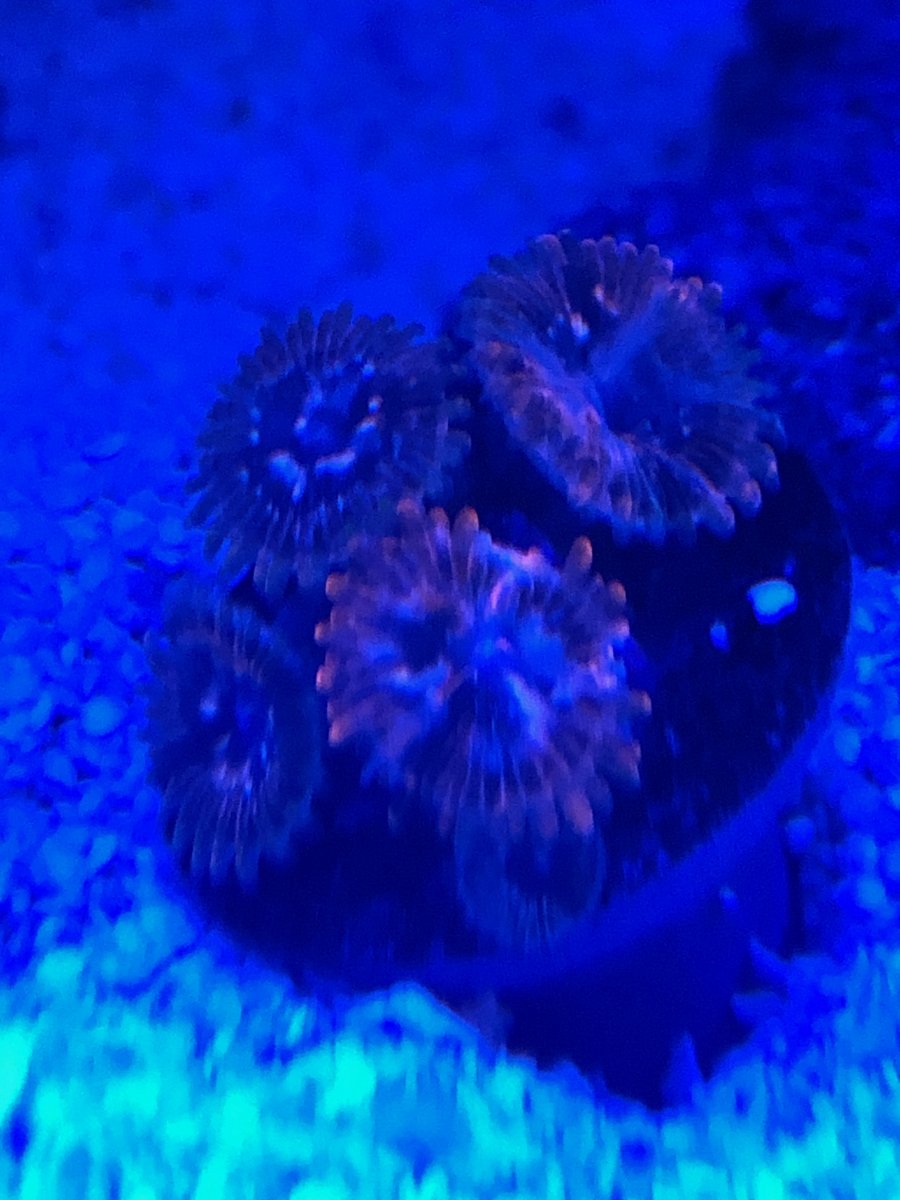 Zoa Pest? | Reef2Reef