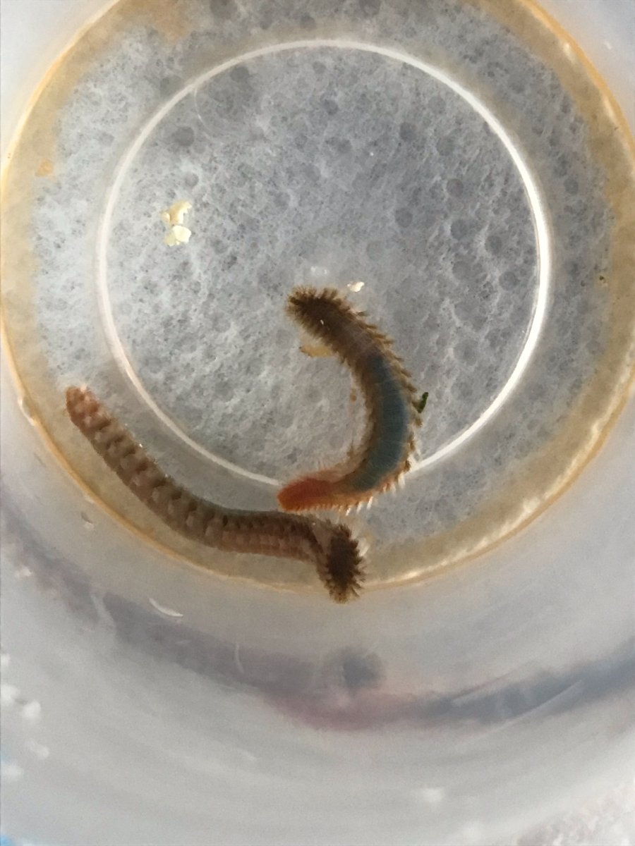 Species of fireworm? | Reef2Reef