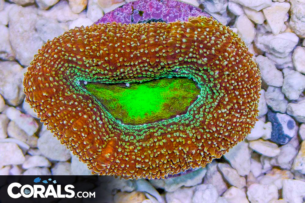 Top 10 Coral Picks of the Week! ~Corals.com | Reef2Reef