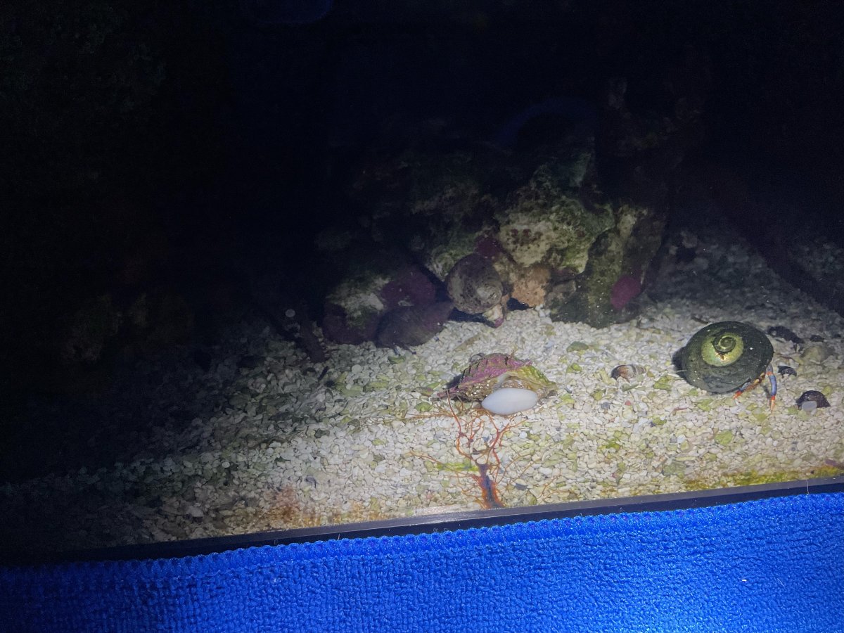 "martha, get the shotgun" Critter ID - Spaghetti Worm? | Reef2Reef