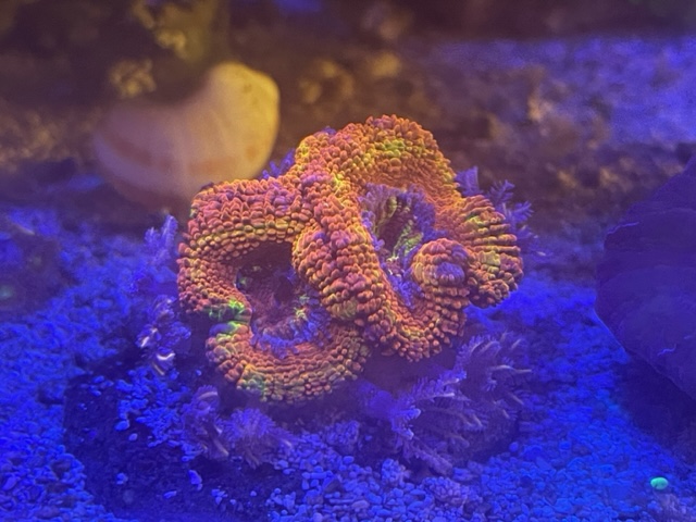 Acan Growth pattern? Can someone clarify. | Reef2Reef