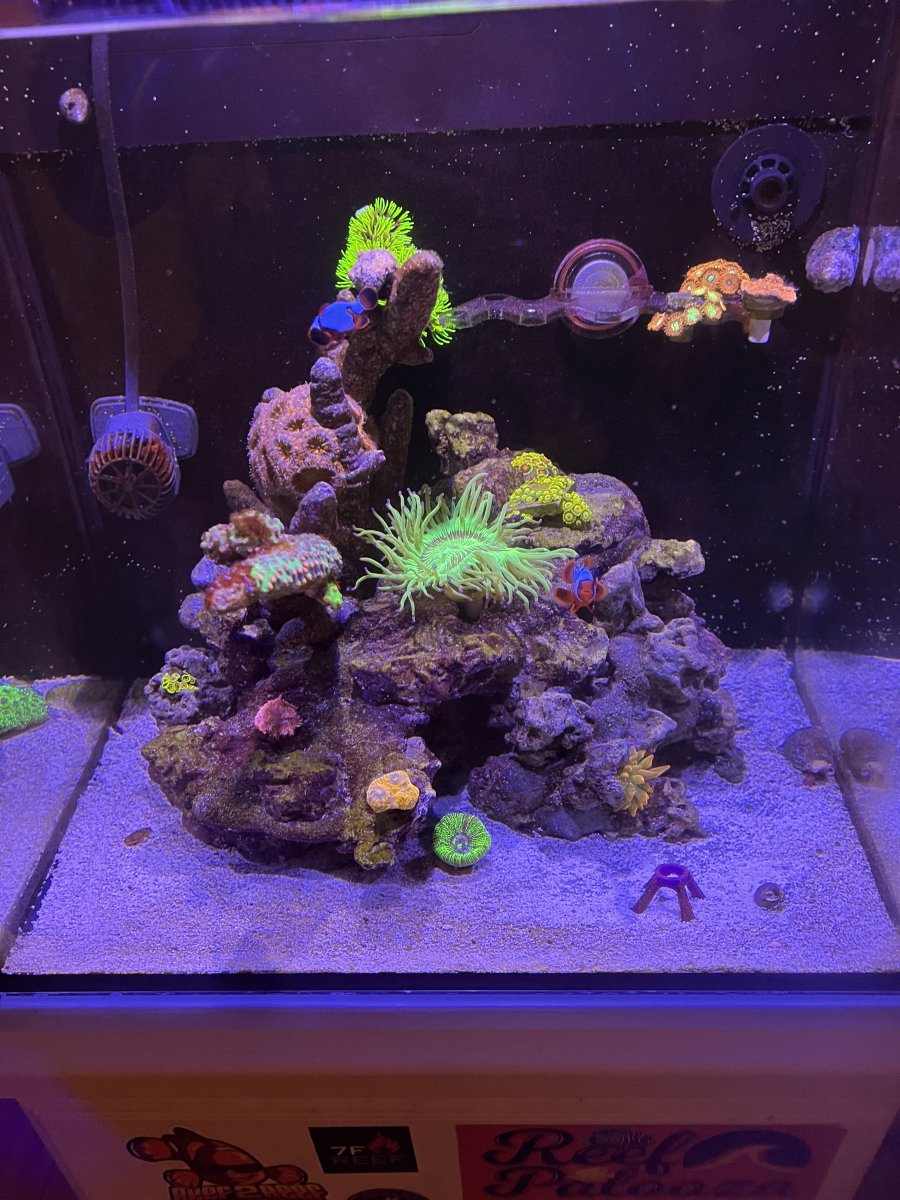 Build Thread - Reef Showcase - Red Sea Nano Max | Reef2Reef