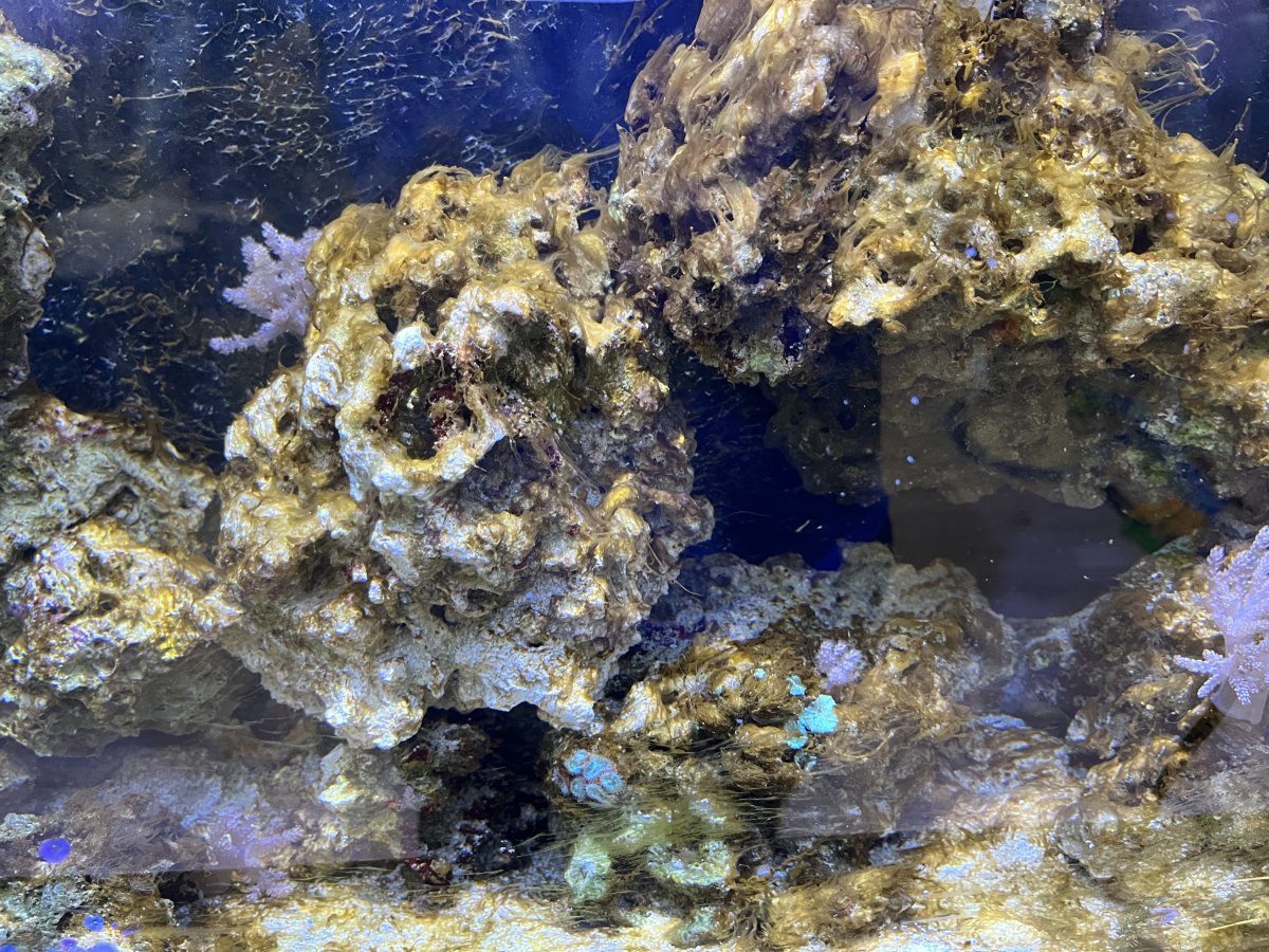 Diatom outbreak | Reef2Reef