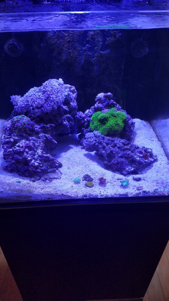 New Jersey - Pulsing Xenia and Green Star Frags | Reef2Reef