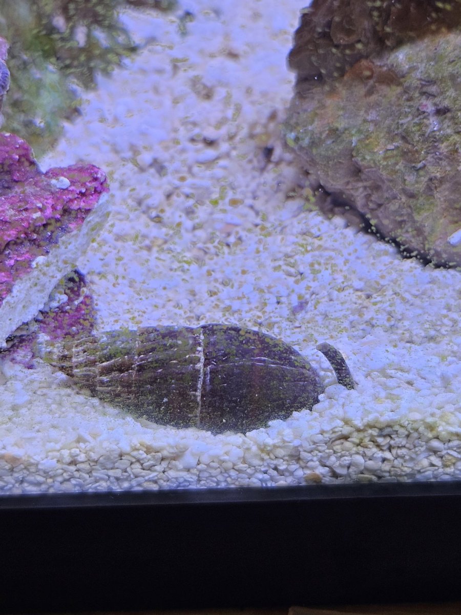 My Nassarius snail just ate my brand new Fire Shrimp ALIVE! | Page 2 ...