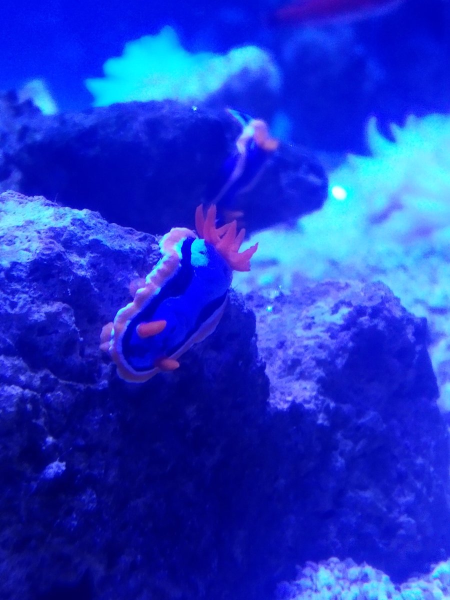 Tri-Color Nudibranch reef safe? | Reef2Reef