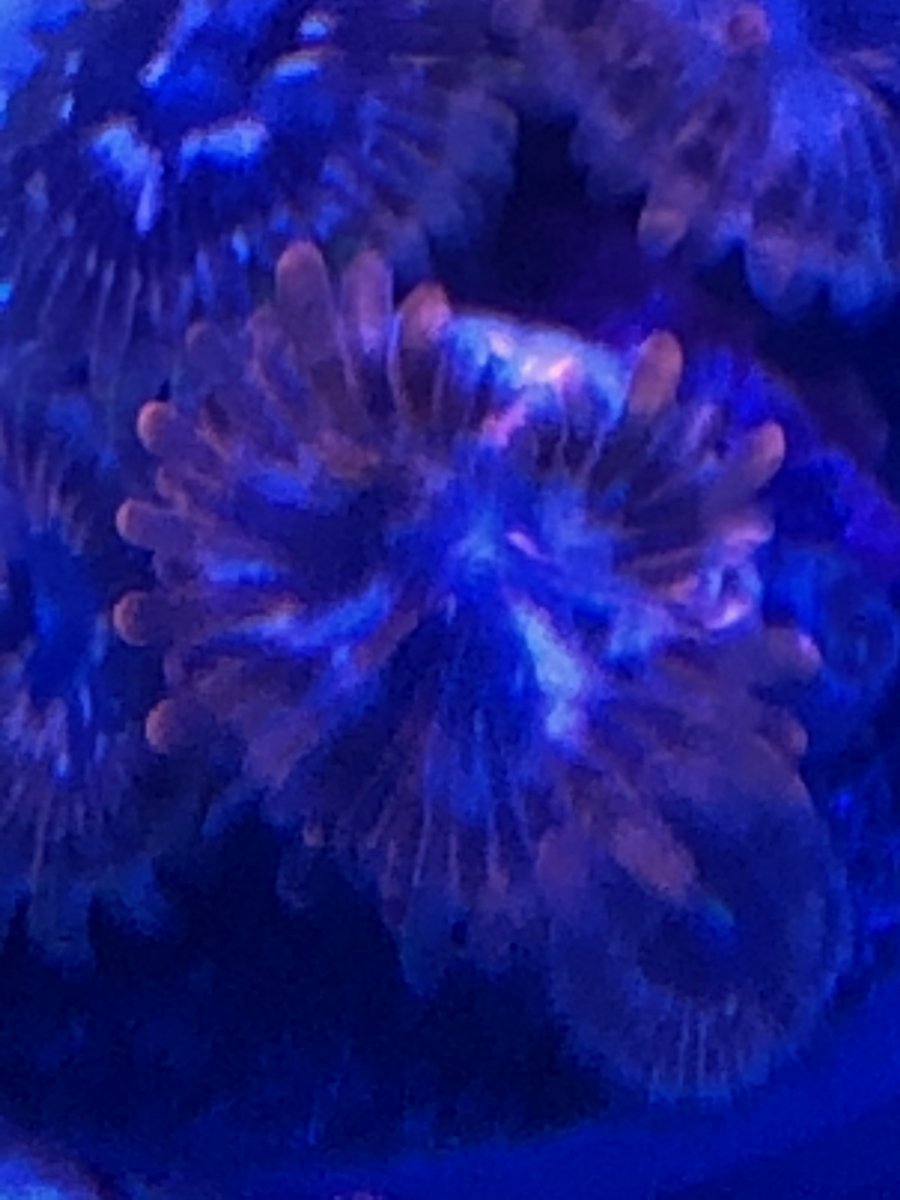 Zoa Pest? | Reef2Reef
