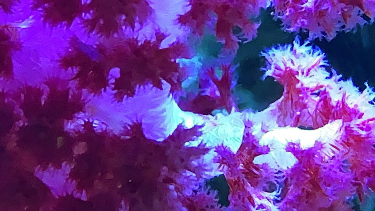 Dendronephthya & Scleronephthya aquaculture | Page 71 | Reef2Reef