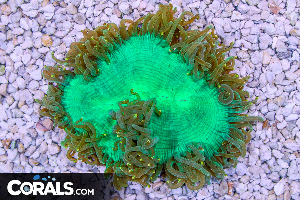 Top 10 Coral Picks of the Week! ~Corals.com | Reef2Reef