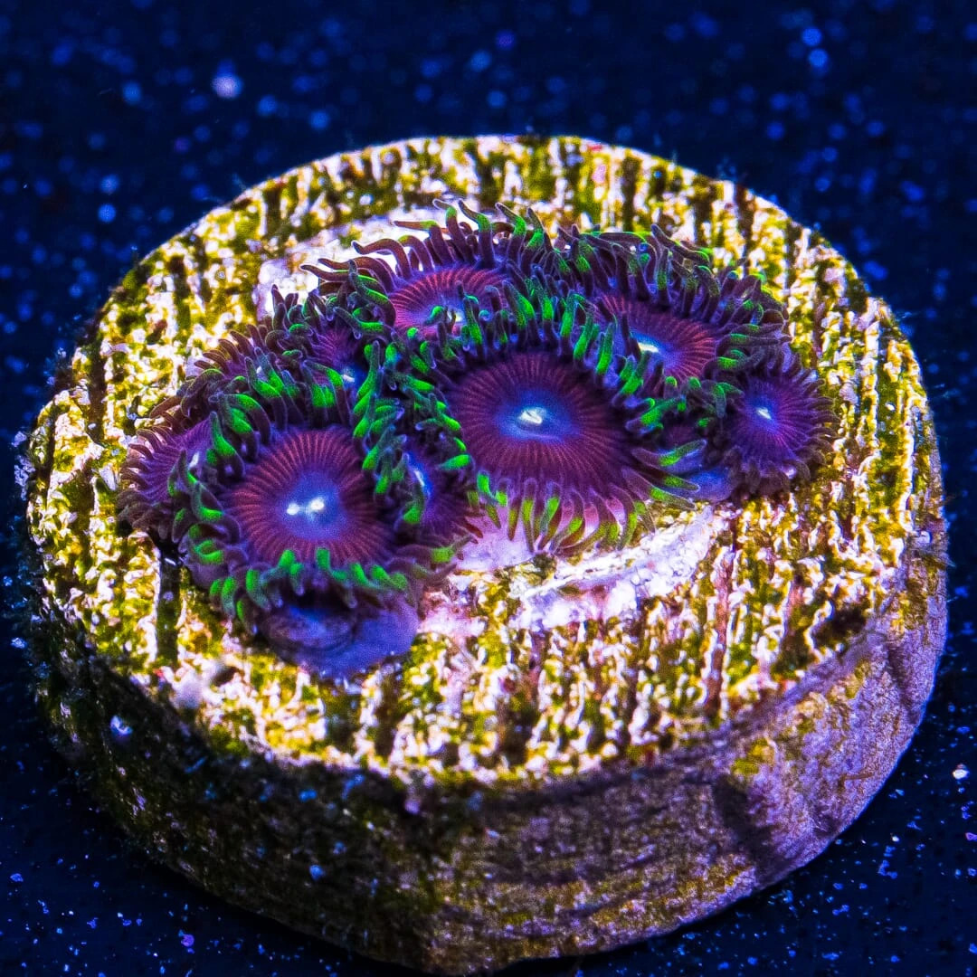 Top 10 Zoa's | Reef2Reef