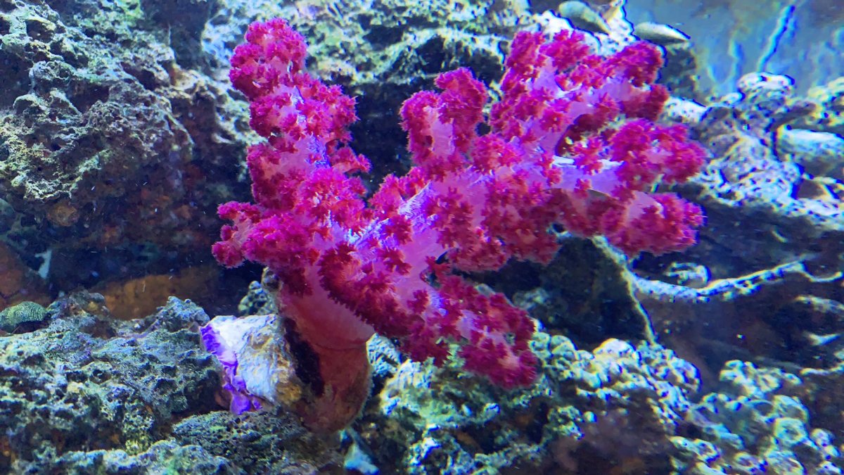 Dendronephthya & Scleronephthya aquaculture | Page 71 | Reef2Reef