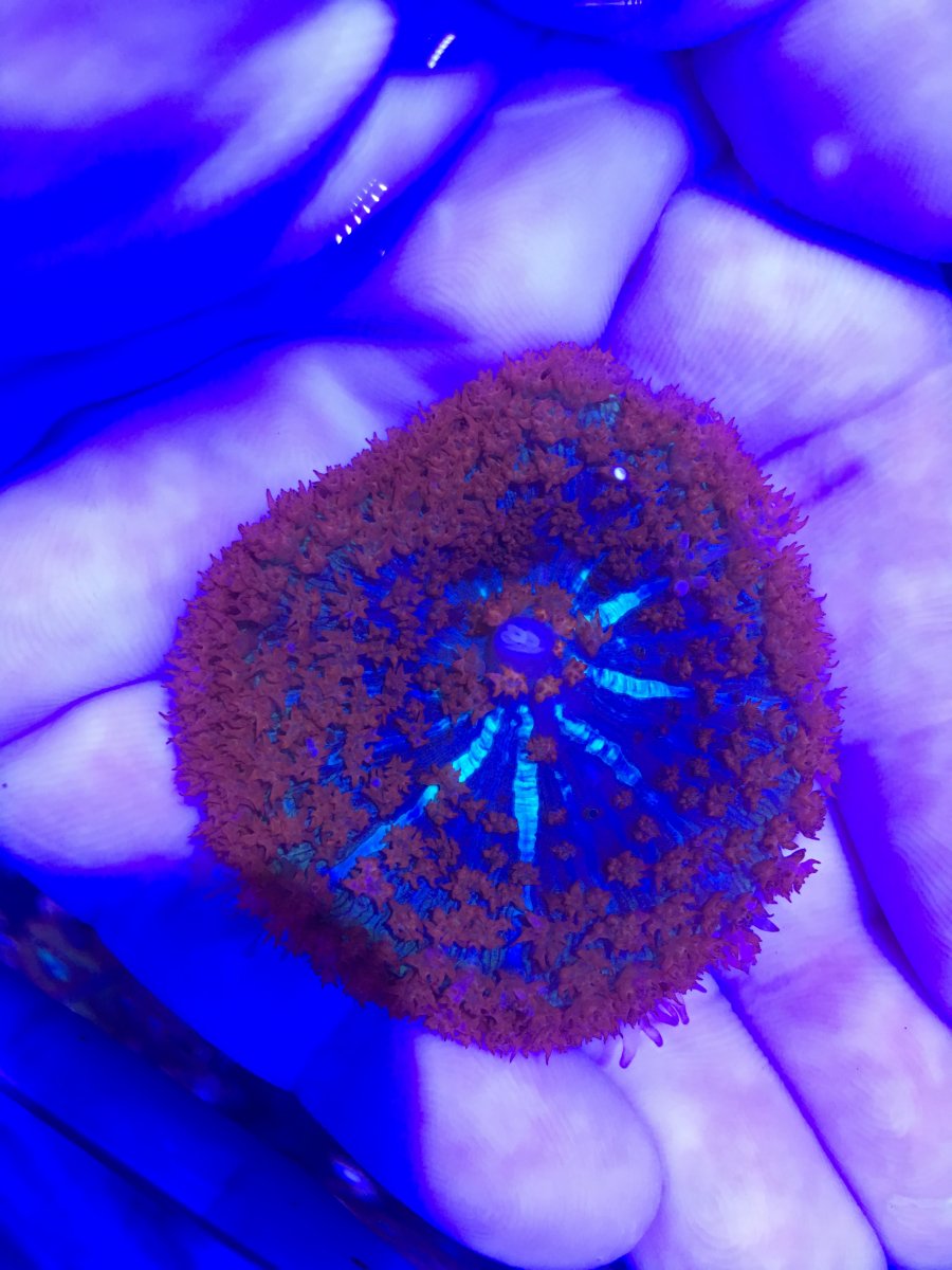 Red St Thomas Mushroom | Reef2Reef Red St Thomas Mushroom | Reef2Reef