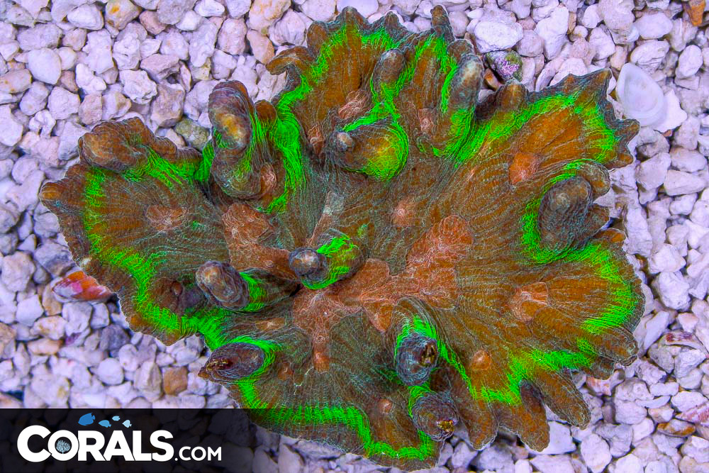 Top 10 Coral Picks of the Week! ~Corals.com | Reef2Reef