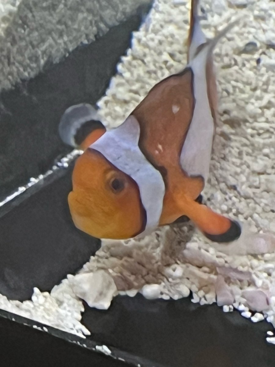 Is this Clownfish sick? Is it the Parasite? | Reef2Reef
