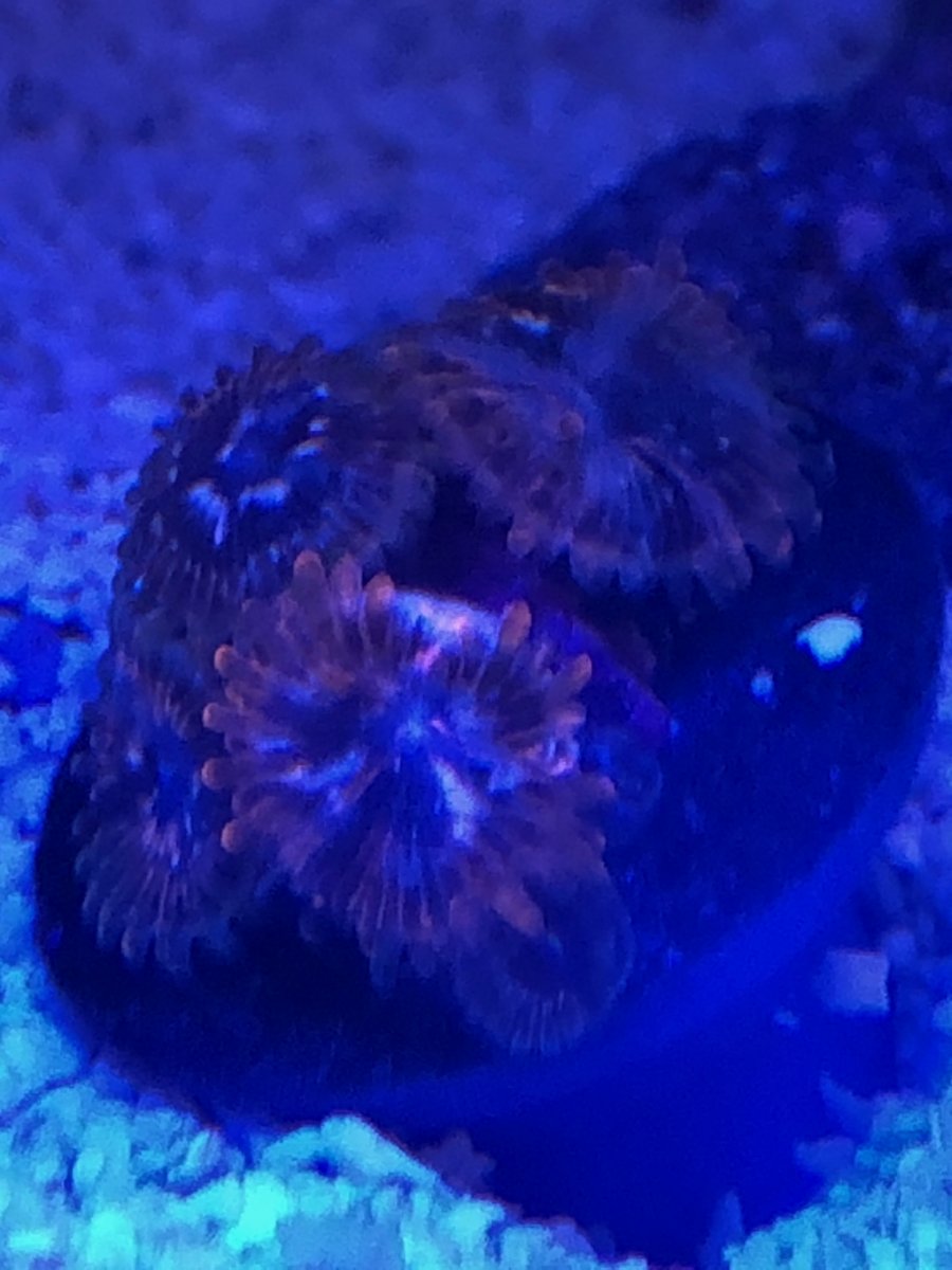 Zoa Pest? | Reef2Reef