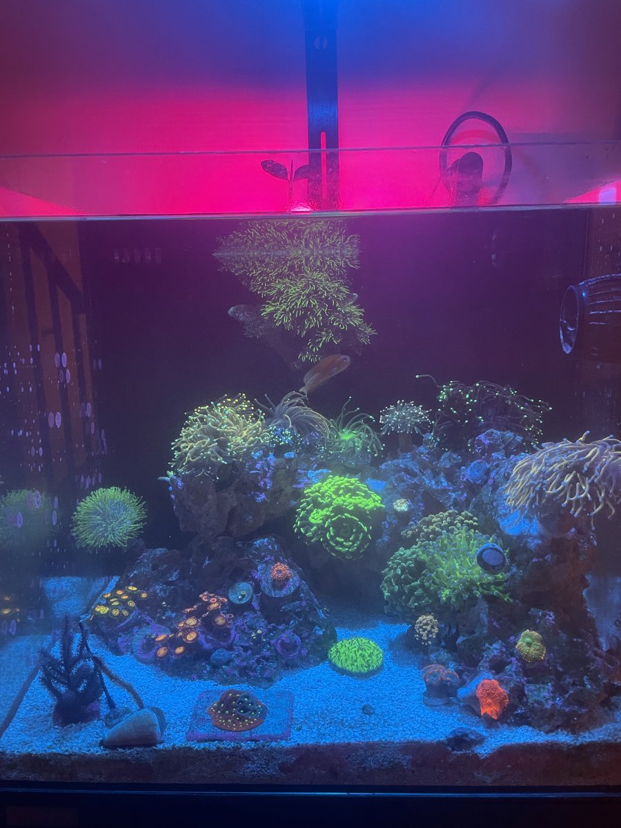 Build Thread - Waterbox 20 Cube Build Thread | Reef2Reef