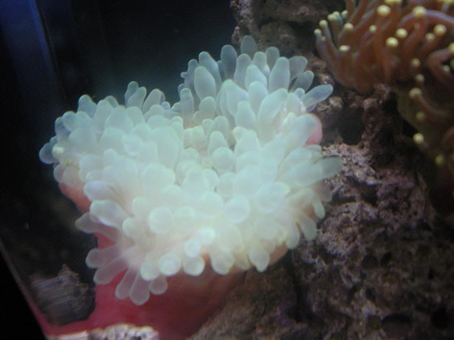 Anemone (possibly a BTA? Questions) | Reef2Reef