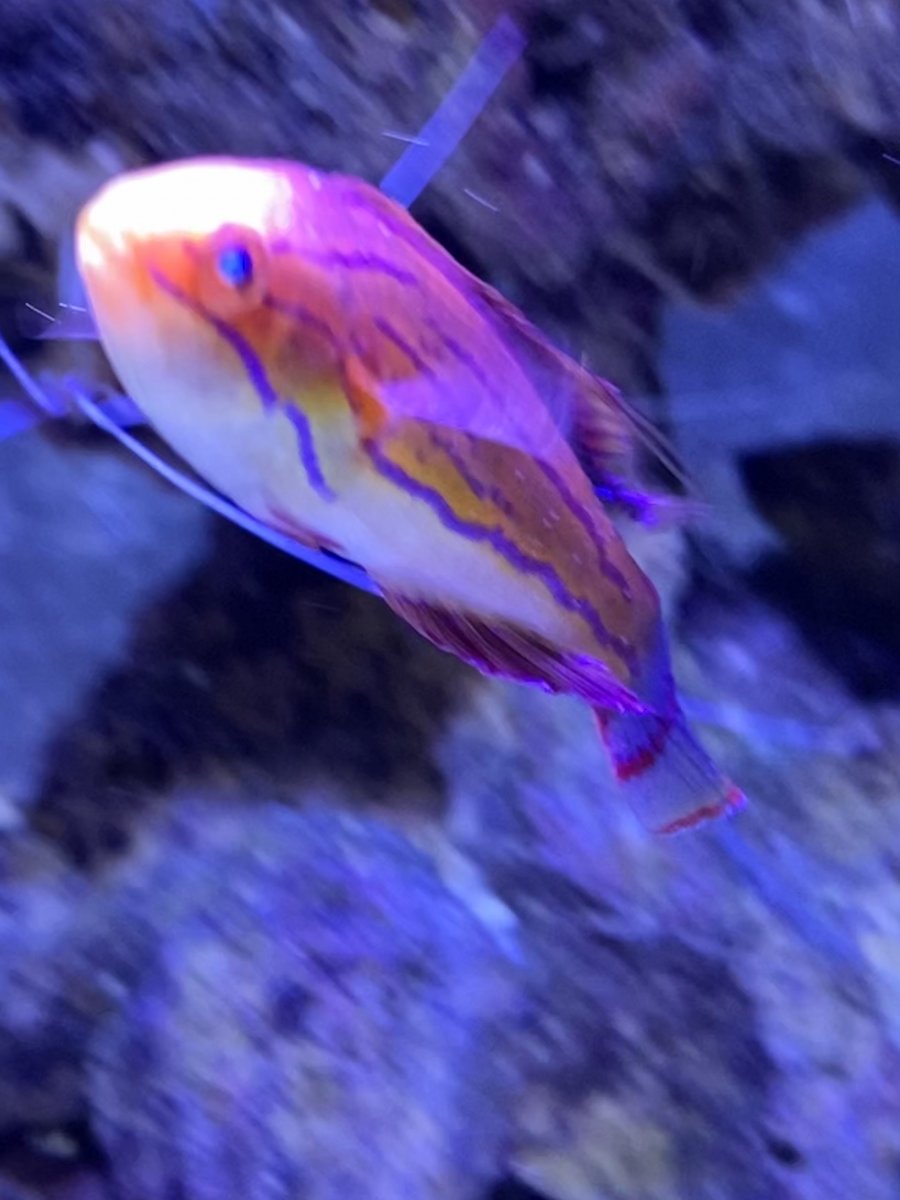 Potential Velvet | Reef2Reef