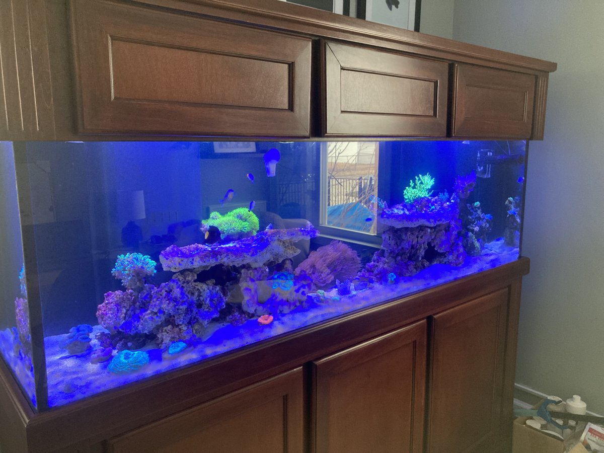 Build Thread - AGA 125 Gallon Aquarium Mixed Reef Office Build | Reef2Reef
