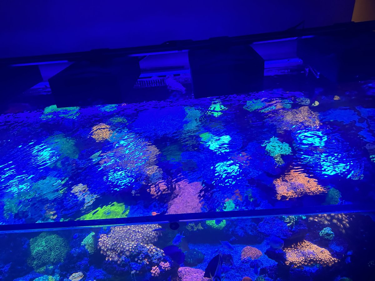 My 350 gallon reef, playing with camera | REEF2REEF Saltwater and Reef ...