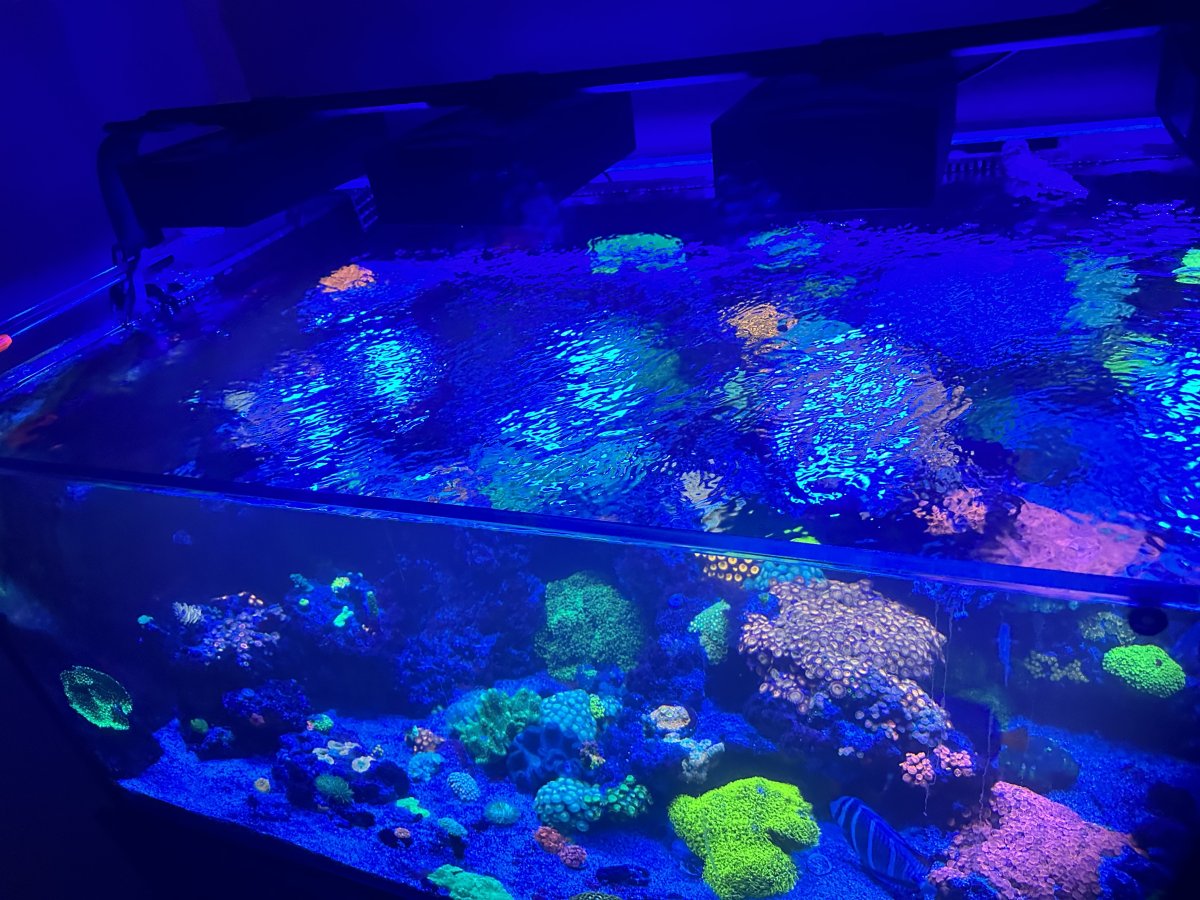 My 350 gallon reef, playing with camera | REEF2REEF Saltwater and Reef ...