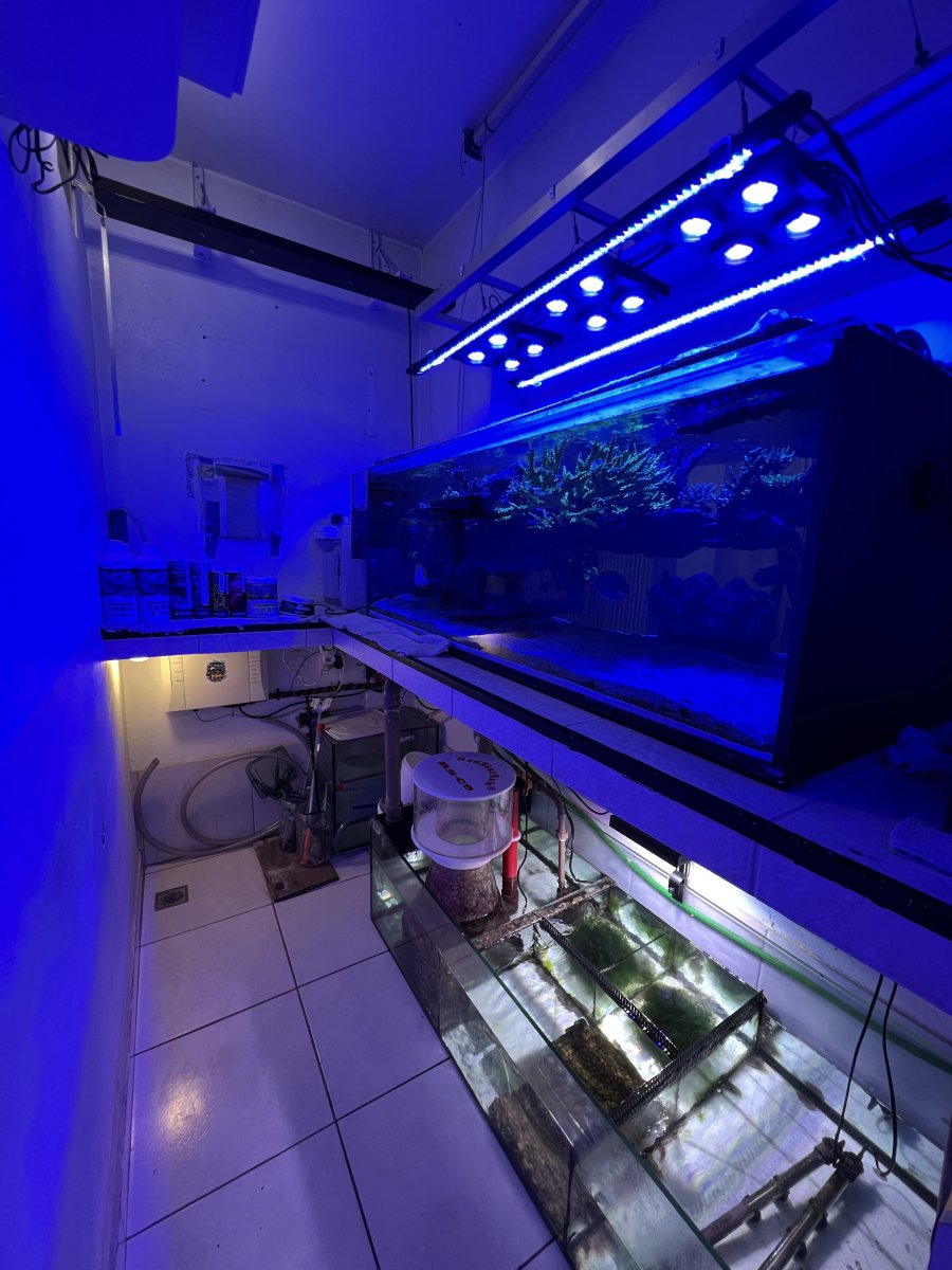 Build Thread - Takahashi’s in wall tank | Page 2 | Reef2Reef