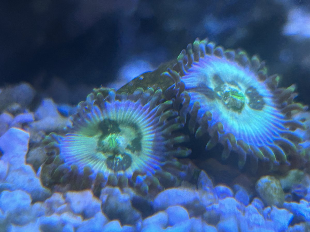 ID for these Zoas? | Reef2Reef