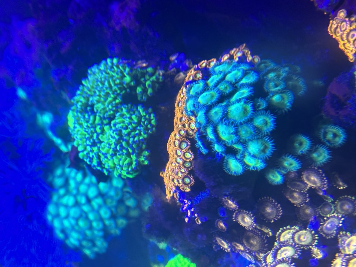 My 350 gallon reef, playing with camera | REEF2REEF Saltwater and Reef ...