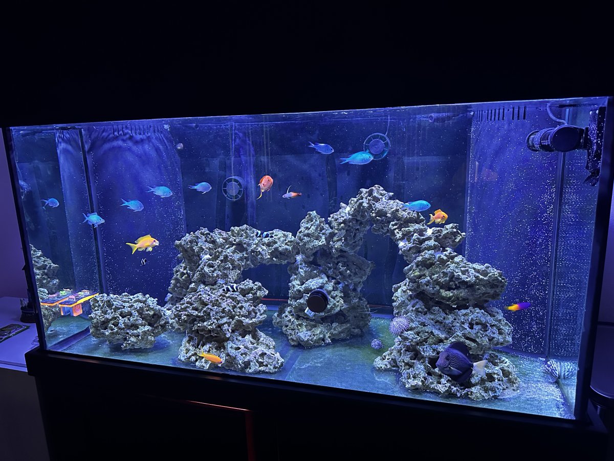 California - Aquariums - Package Deal - Dry Goods - WTS 120g Aquarium ...