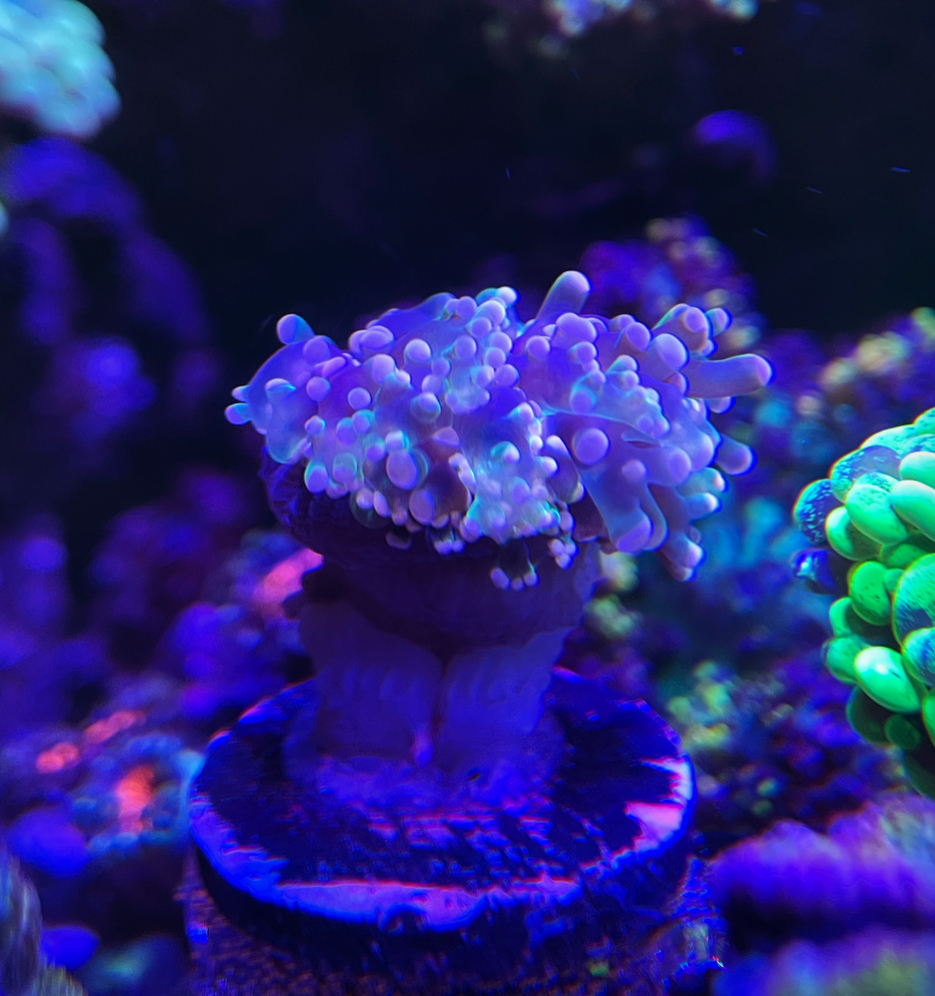 RIPTIDE AQUACULTURE| TIKI Madness Live Sale 2024|Mega Giveaway!|$5 ...