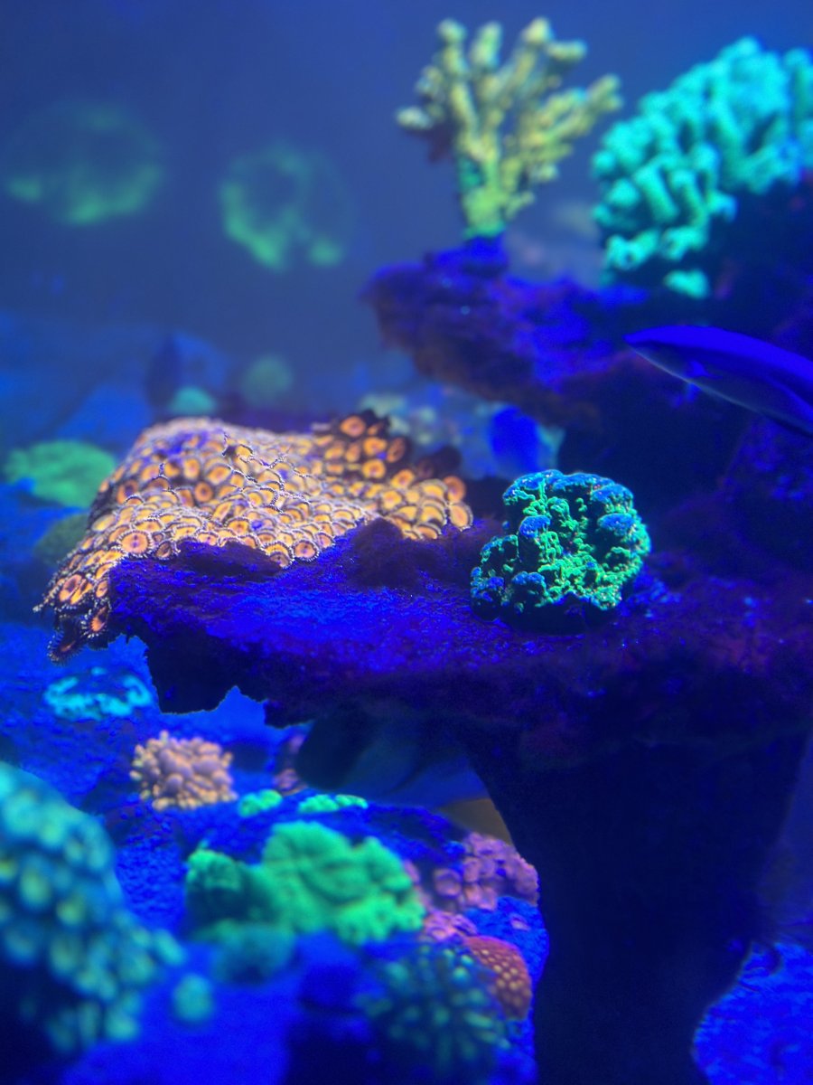 My 350 gallon reef, playing with camera | REEF2REEF Saltwater and Reef ...