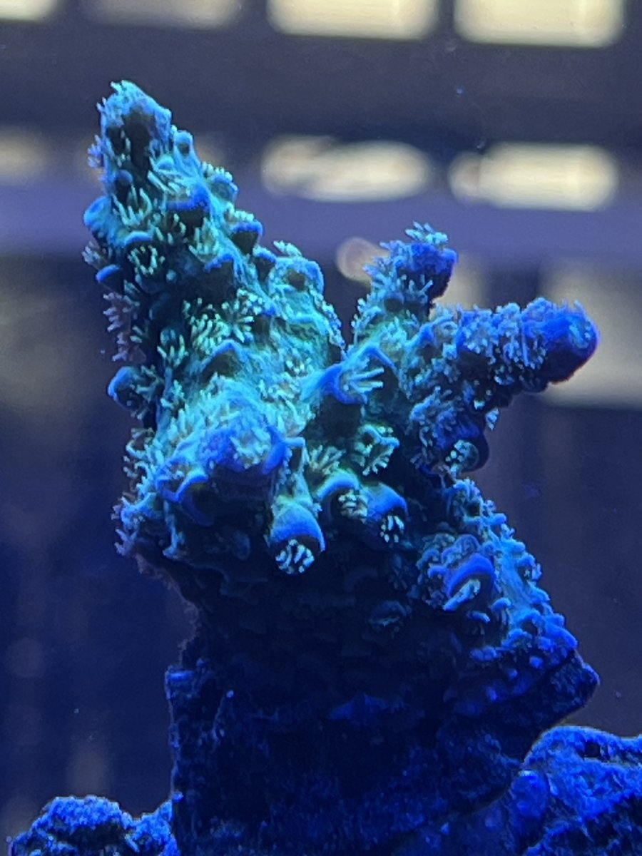 Walt Disney Acro Help | Page 2 | Reef2Reef