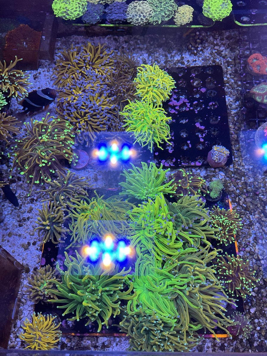 Show me your polluted tanks: High Po4 High No3 | Page 6 | Reef2Reef