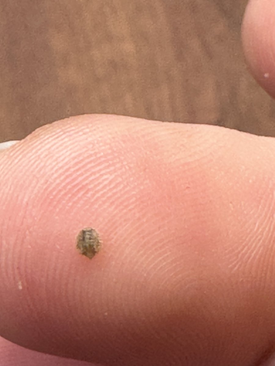 Tiny little crustacean? | Reef2Reef
