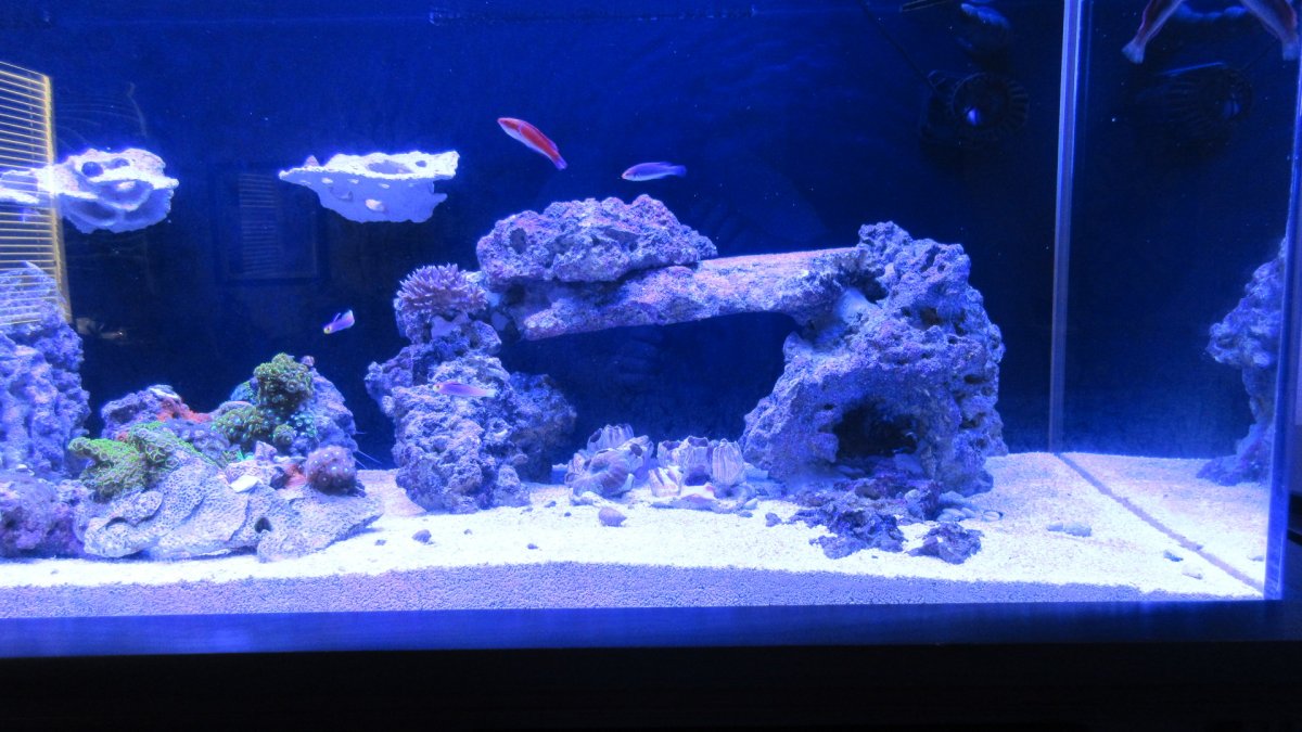 Large Build - Introduction to Joel and My 180G Tank Build | Page 2 ...
