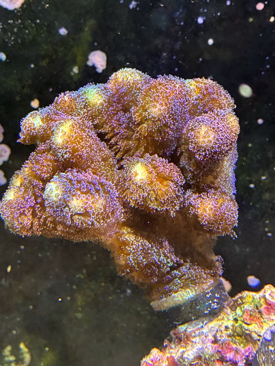 Birdnest polyps not extending | Reef2Reef