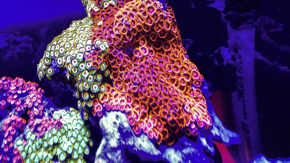 Who has the best-looking zoa colony on here | Page 2 | Reef2Reef