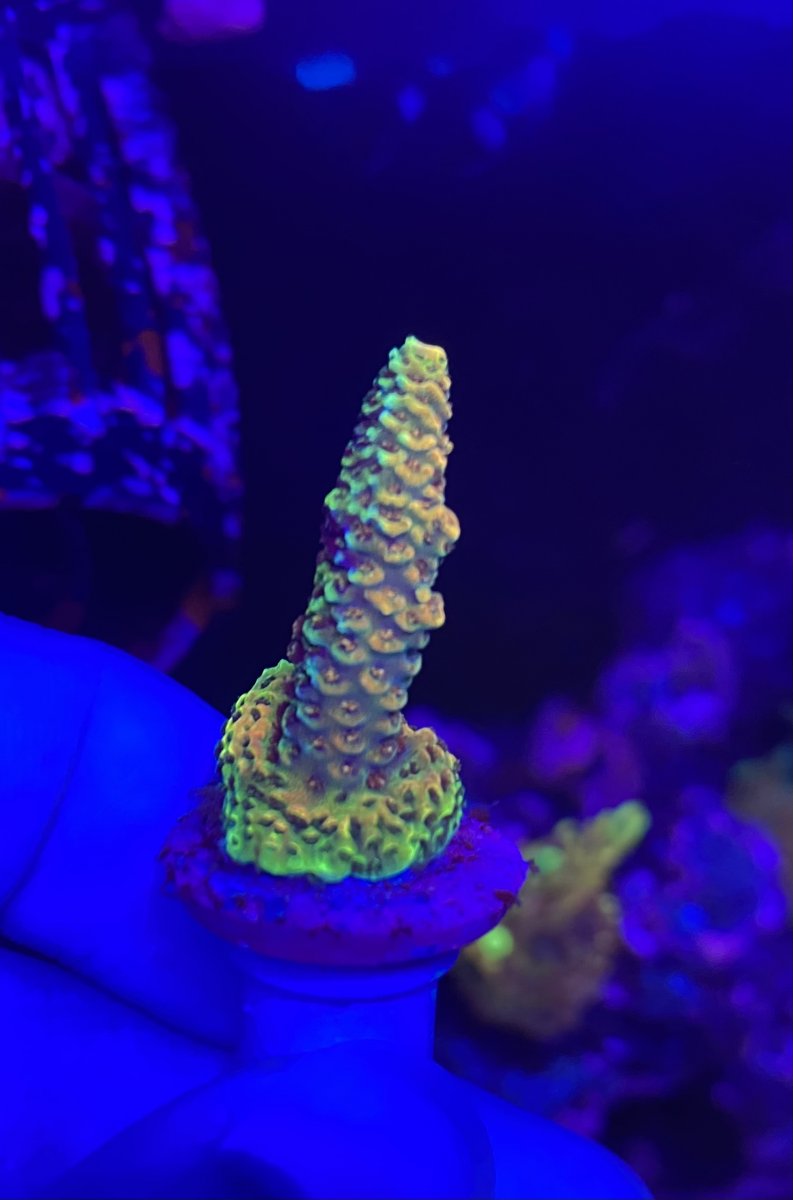 Florida - HG Micromussa Colony (16-18 heads), Zoa Colonies, few SPS ...